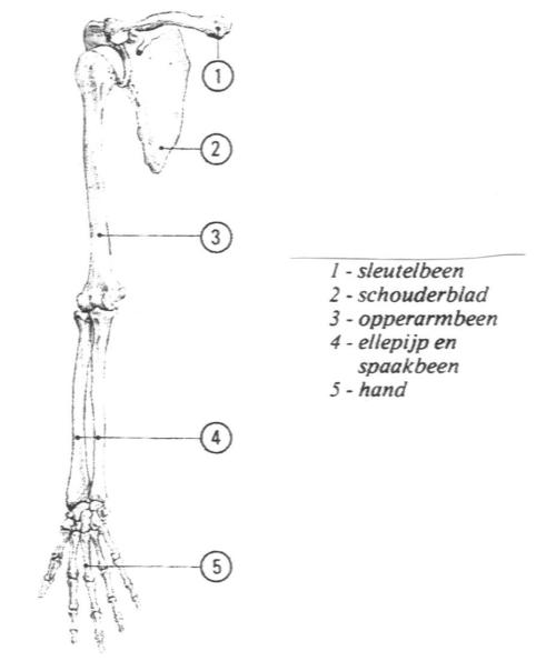 VRIJESCHOOL – Menskunde en pedagogie (5) | VRIJESCHOOL