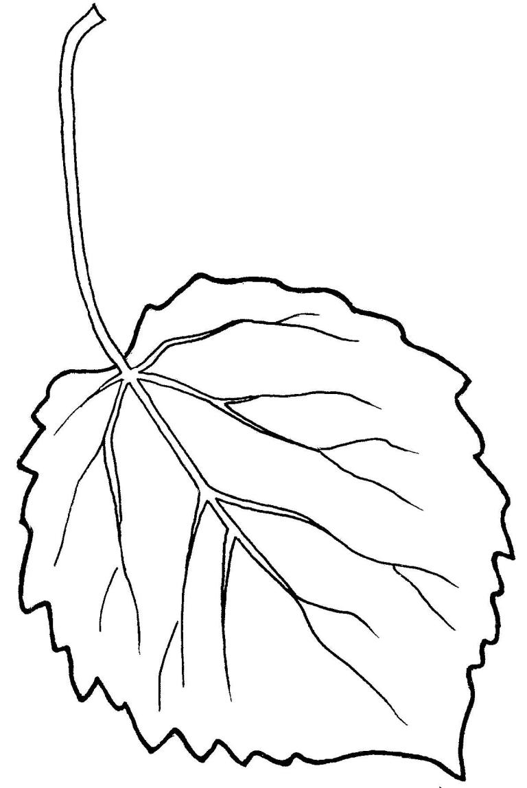 VRIJESCHOOL – Plantkunde – plantendelen – blad | VRIJESCHOOL