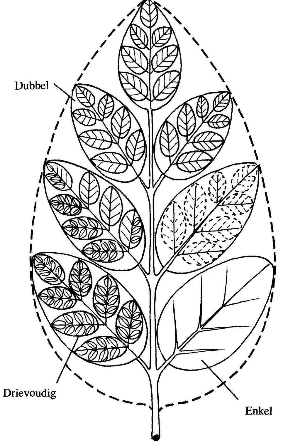 VRIJESCHOOL – Plantkunde – plantendelen – blad | VRIJESCHOOL