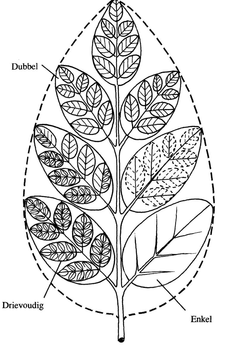 VRIJESCHOOL – Plantkunde – plantendelen – blad | VRIJESCHOOL