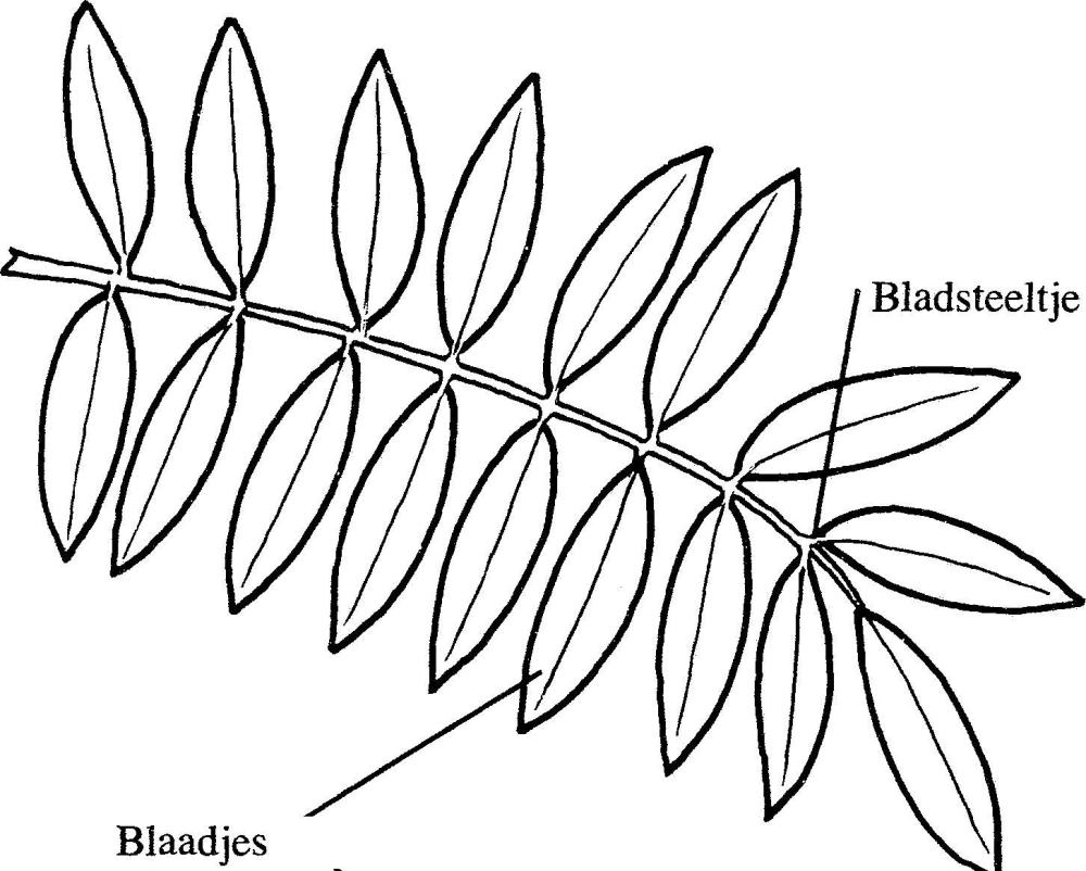 VRIJESCHOOL – Plantkunde – plantendelen – blad | VRIJESCHOOL