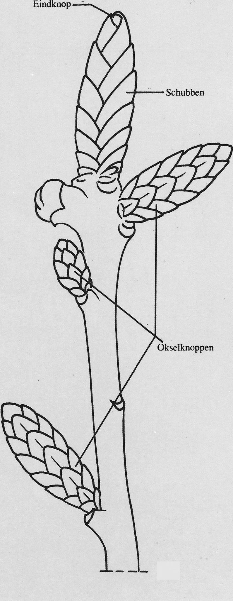 VRIJESCHOOL – Plantkunde – plantendelen – blad | VRIJESCHOOL