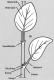 VRIJESCHOOL – Plantkunde – plantendelen – blad | VRIJESCHOOL