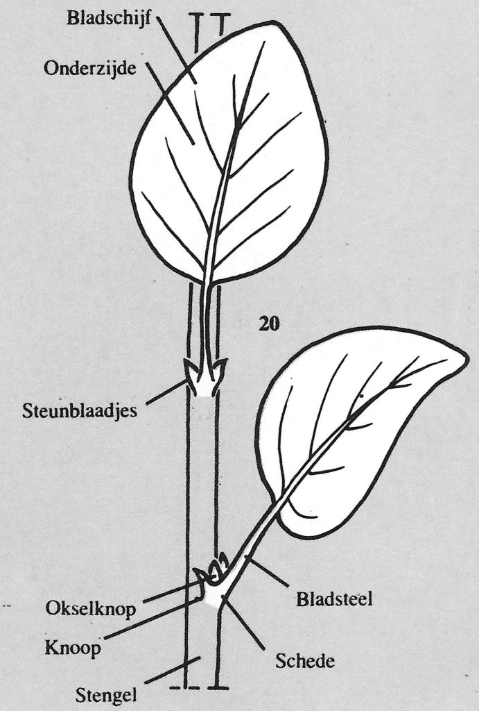 VRIJESCHOOL – Plantkunde – plantendelen – blad | VRIJESCHOOL