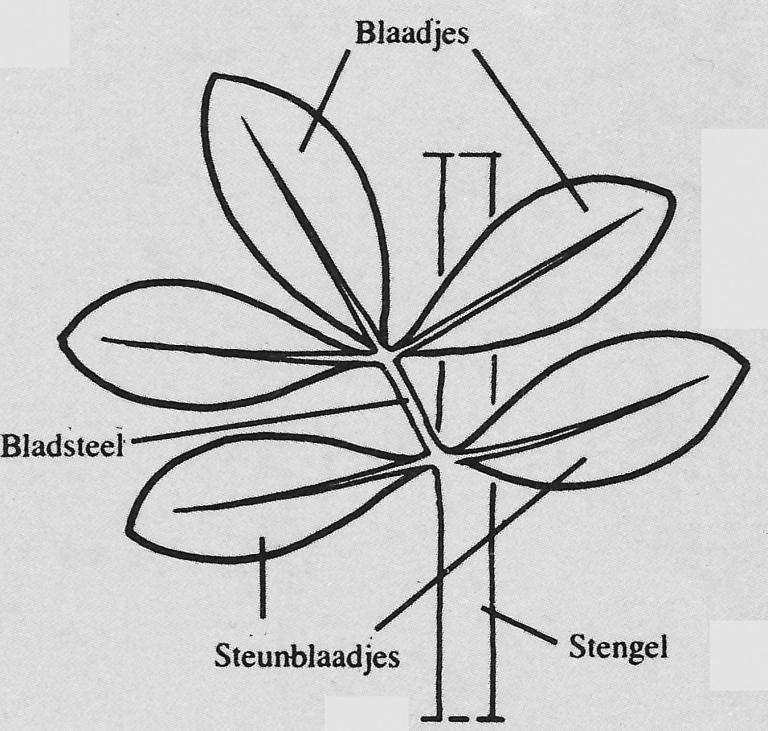 VRIJESCHOOL – Plantkunde – plantendelen – blad | VRIJESCHOOL