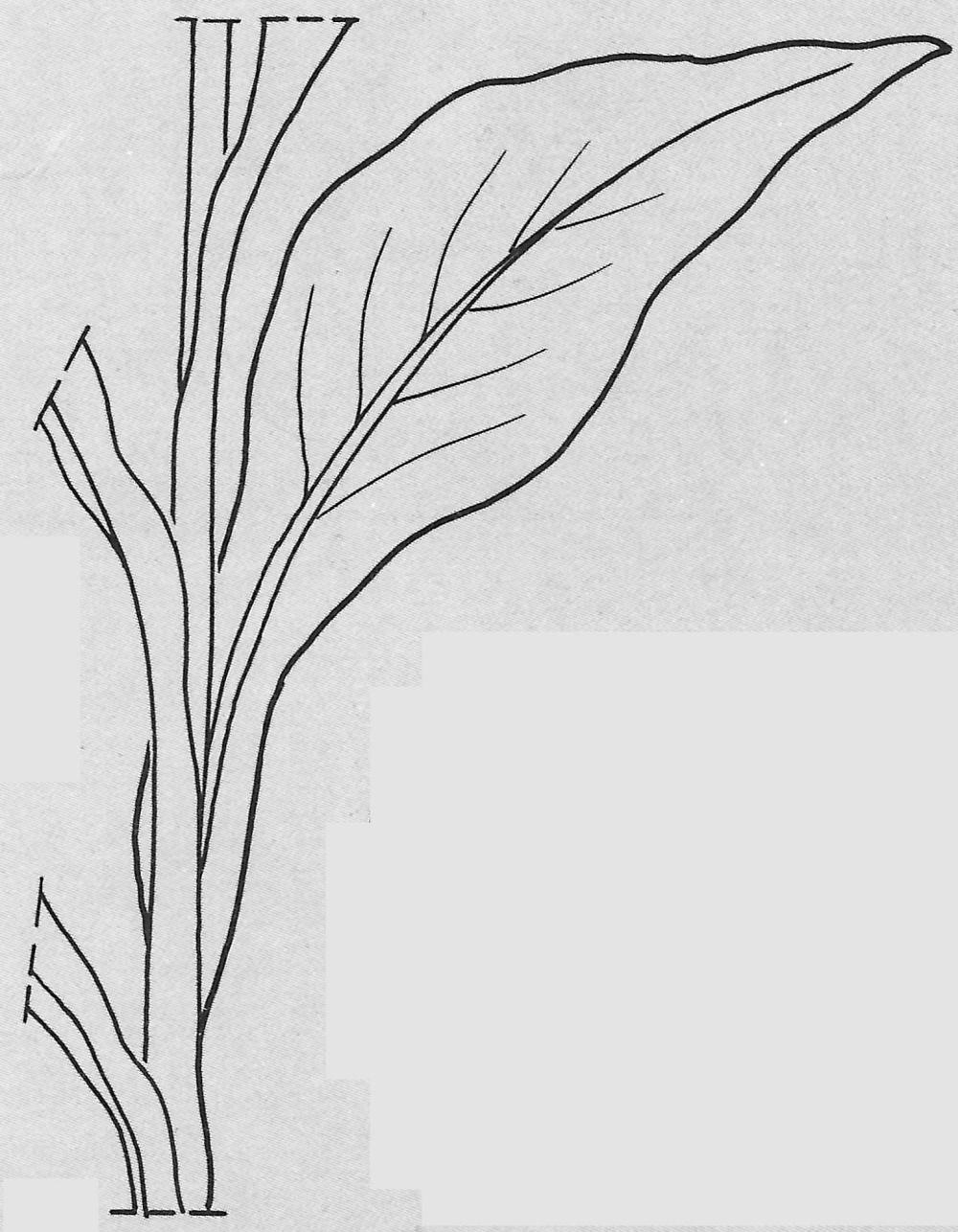 VRIJESCHOOL – Plantkunde – plantendelen – blad | VRIJESCHOOL