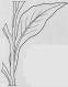 VRIJESCHOOL – Plantkunde – plantendelen – blad | VRIJESCHOOL