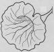 VRIJESCHOOL – Plantkunde – plantendelen – blad | VRIJESCHOOL