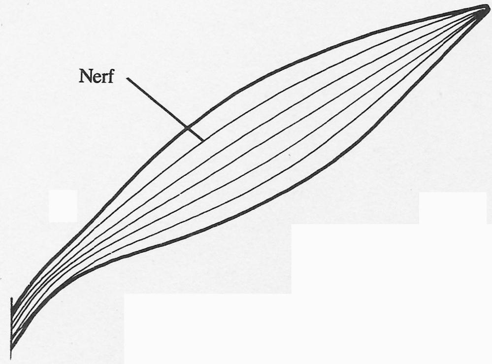 VRIJESCHOOL – Plantkunde – plantendelen – blad | VRIJESCHOOL
