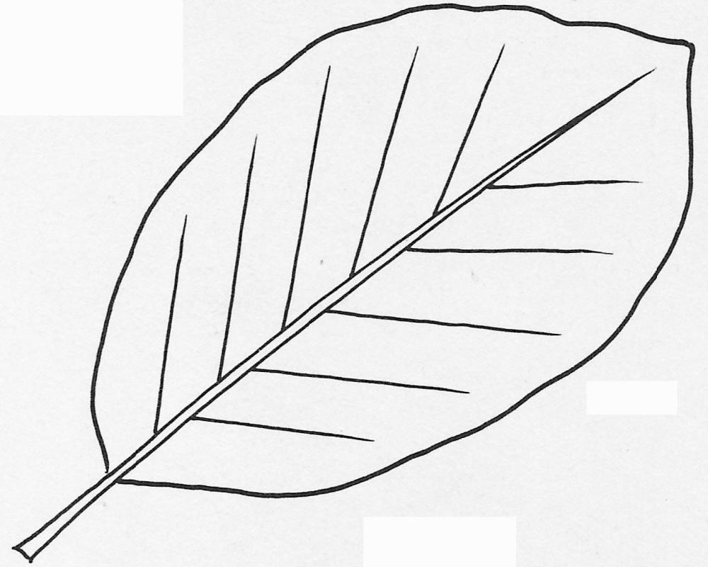 VRIJESCHOOL – Plantkunde – plantendelen – blad | VRIJESCHOOL