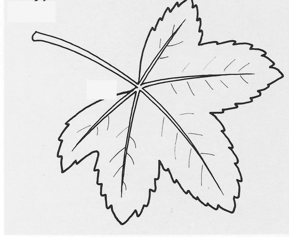 VRIJESCHOOL – Plantkunde – plantendelen – blad | VRIJESCHOOL