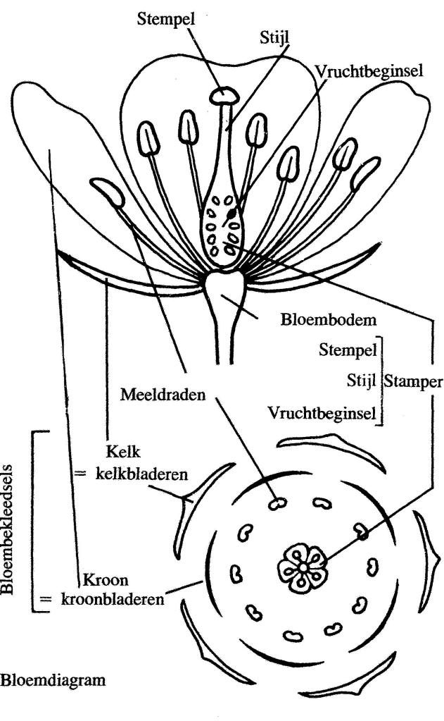VRIJESCHOOL – Plantkunde – plantendelen – bloem | VRIJESCHOOL