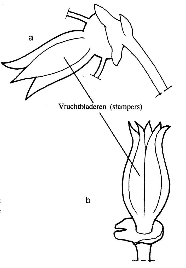 VRIJESCHOOL – Plantkunde – plantendelen – bloem | VRIJESCHOOL