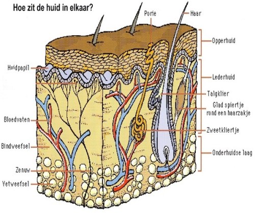 huid anatomie | VRIJESCHOOL