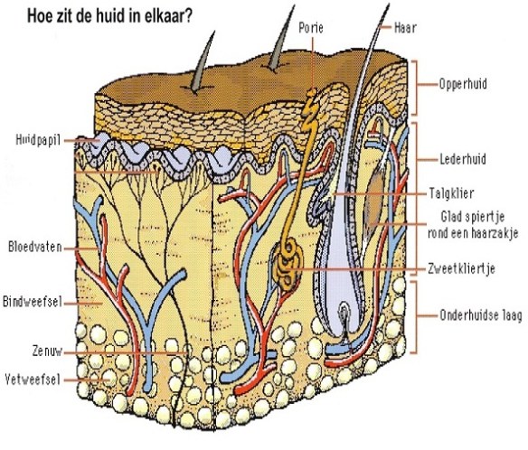Diagram Van De Opperhuid En De Lederhuid De Anatomie Van De Huid
