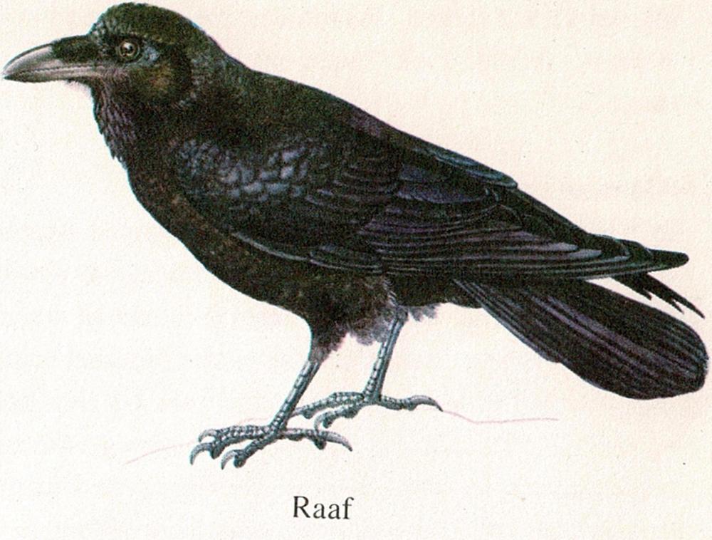 VRIJESCHOOL | PEDAGOGISCH-DIDACTISCHE ACHTERGRONDEN